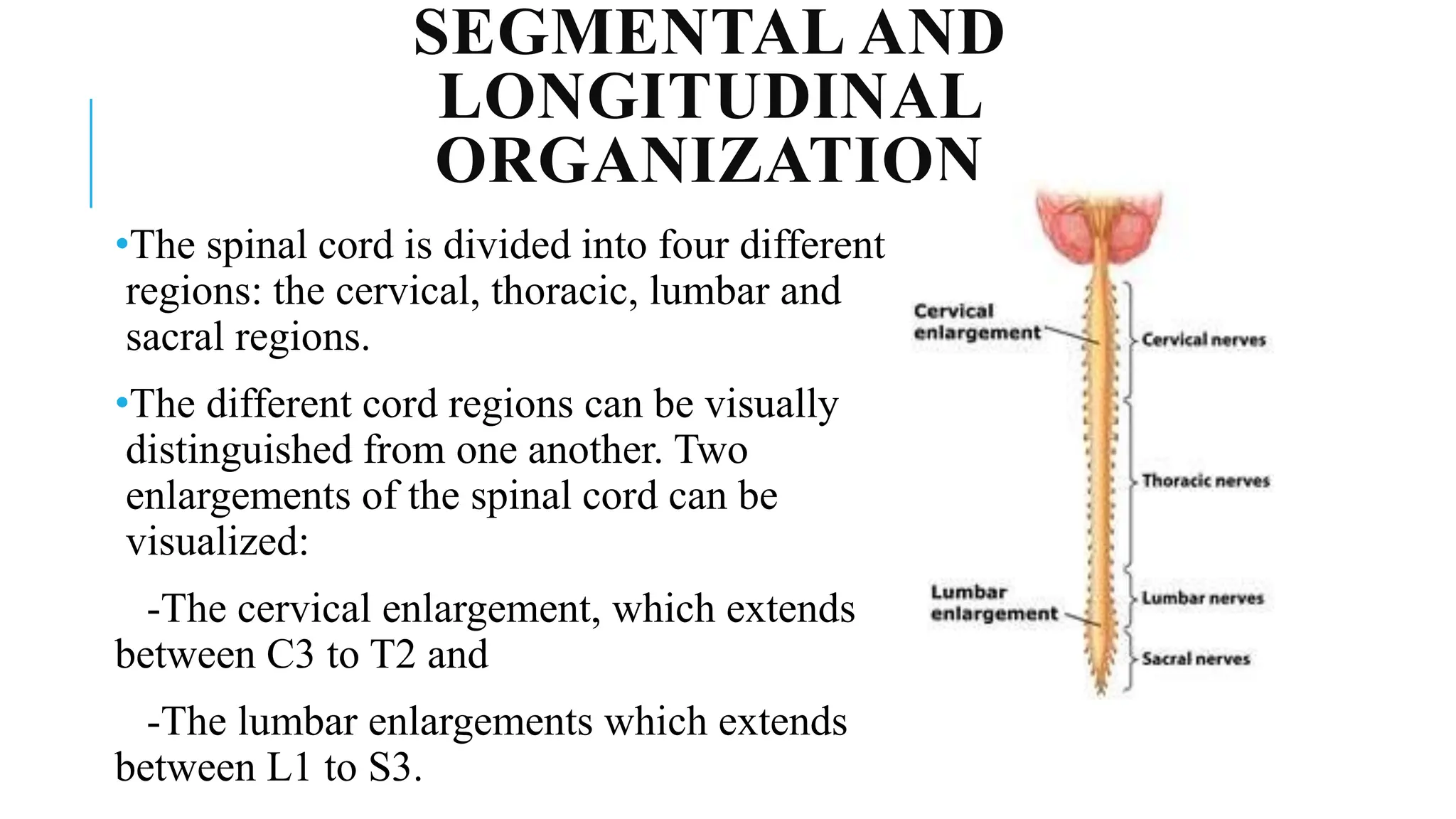 The external and internal anatomy of the spinalcord | PPTX