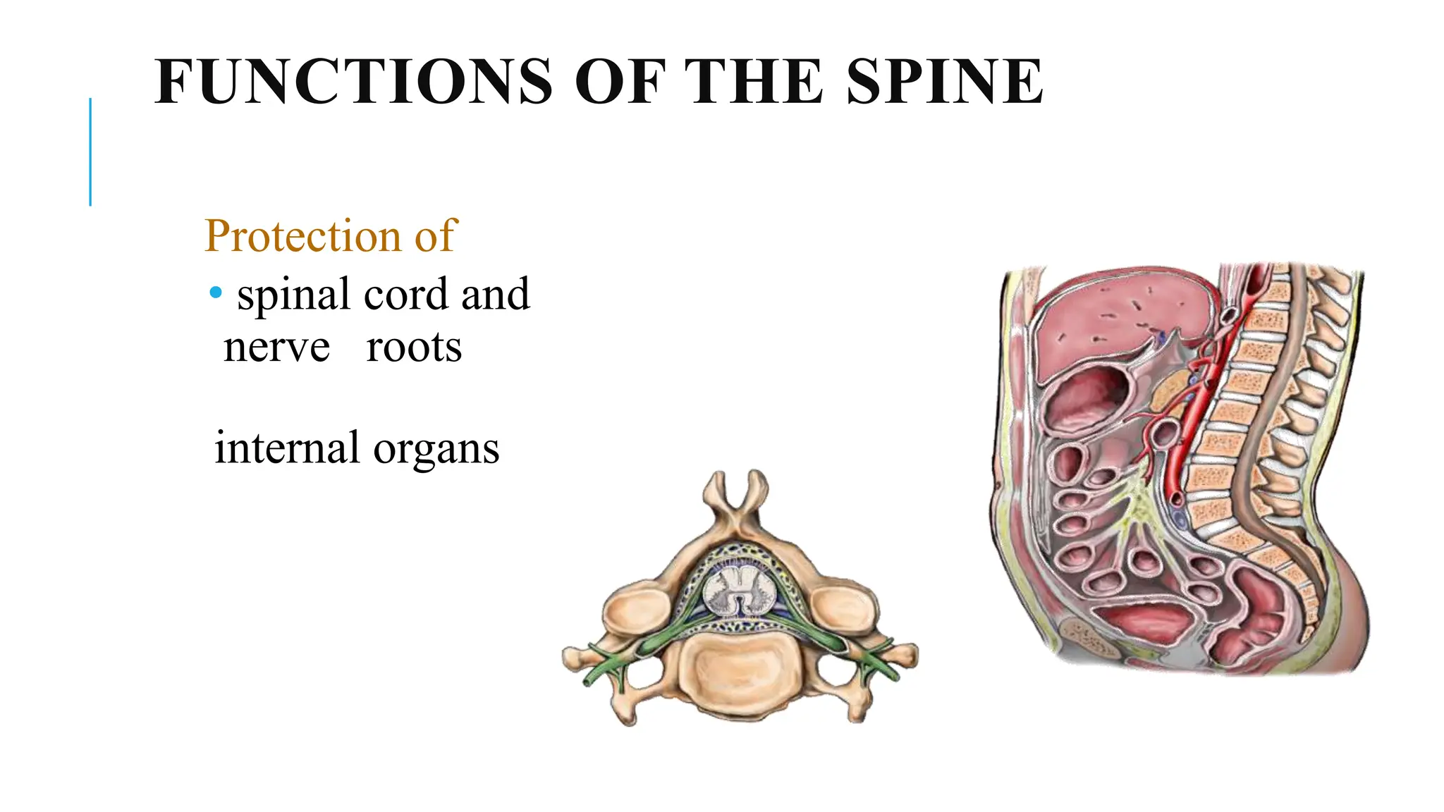 The external and internal anatomy of the spinalcord | PPTX