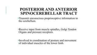 The external and internal anatomy of the spinalcord | PPTX