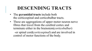 The external and internal anatomy of the spinalcord | PPTX