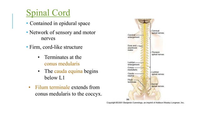 The external and internal anatomy of the spinalcord | PPT