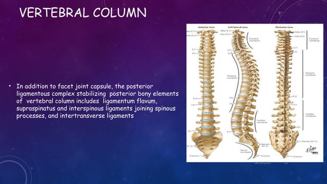 anatomy of spinal cord anatomy and functional str.pptx