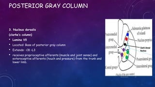 anatomy of spinal cord anatomy and functional str.pptx
