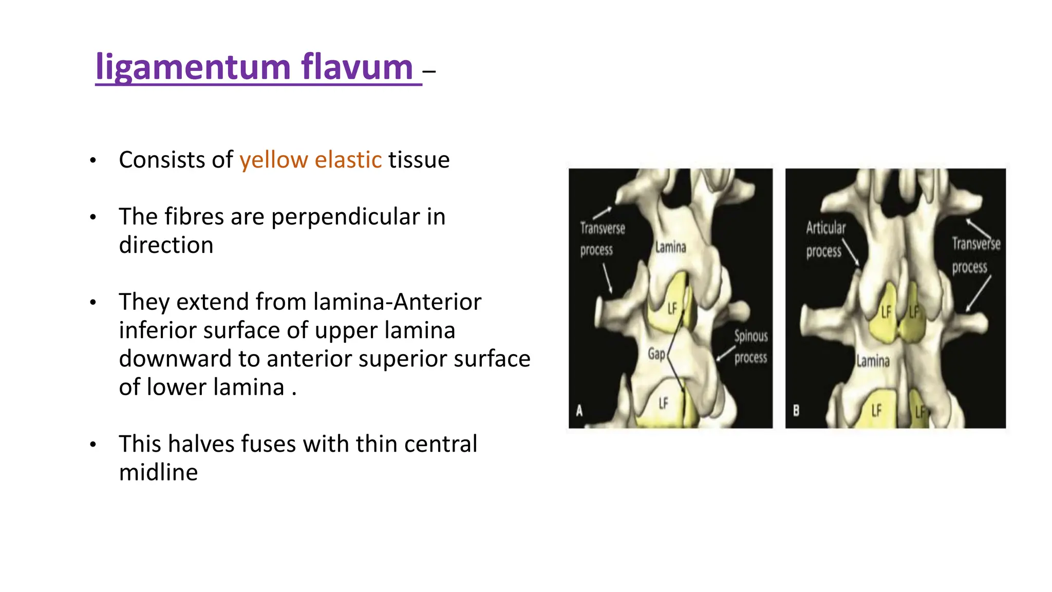 ANATOMY OF SPINAL CORD AND VERTEBRAL COLOUMN ,.pptx
