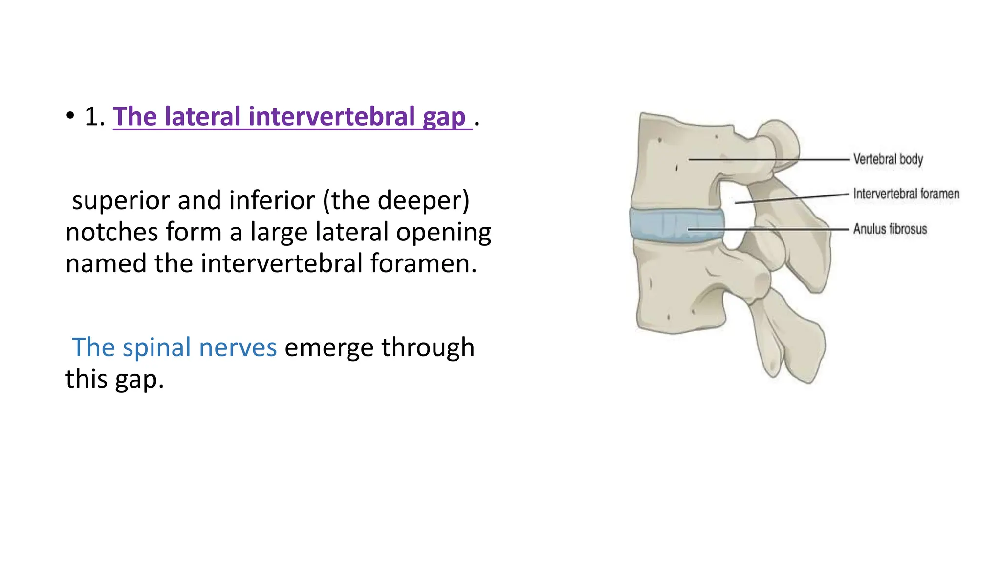 ANATOMY OF SPINAL CORD AND VERTEBRAL COLOUMN ,.pptx