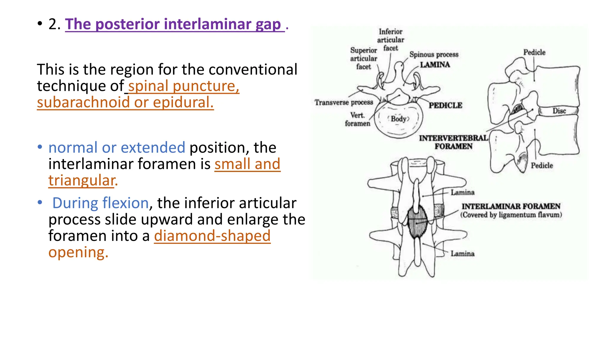 ANATOMY OF SPINAL CORD AND VERTEBRAL COLOUMN ,.pptx