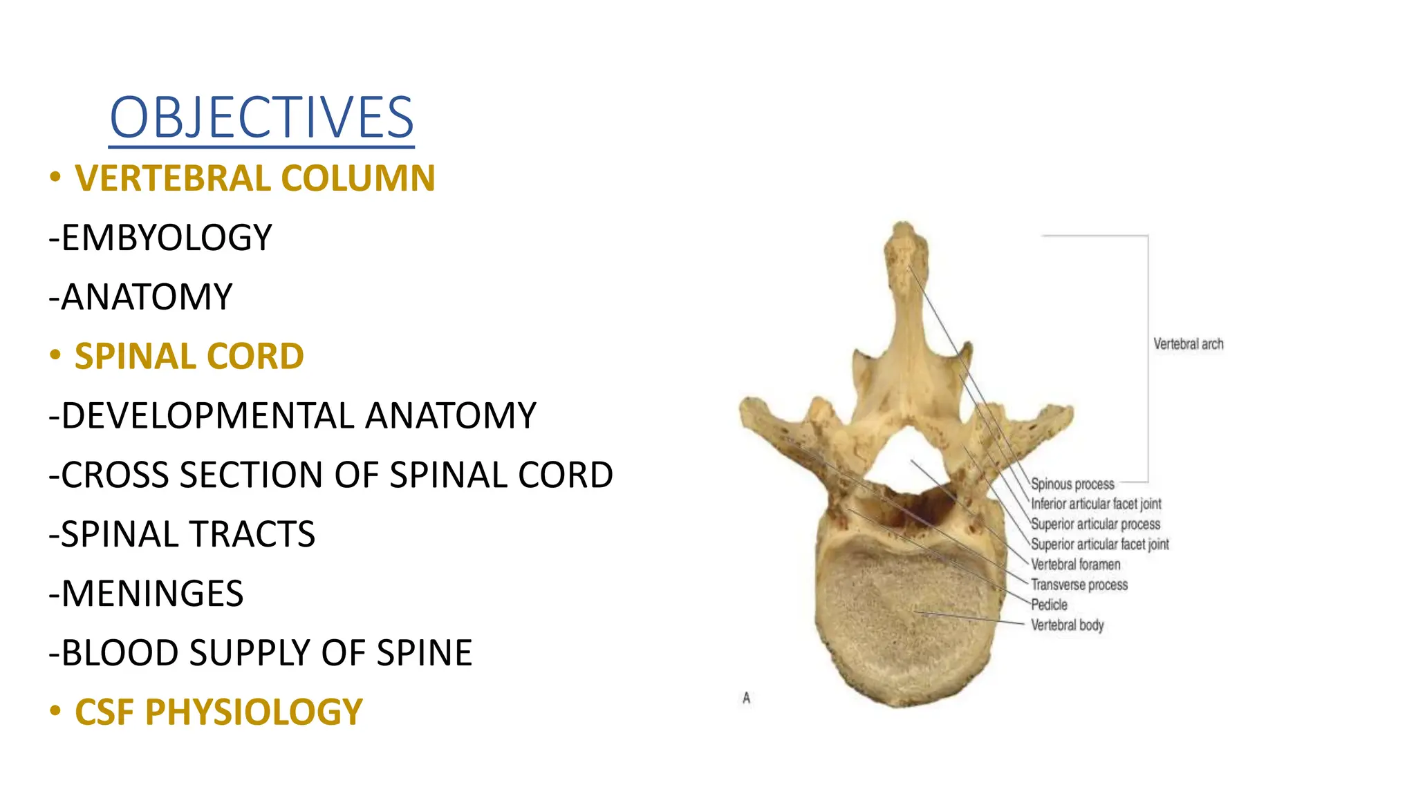 ANATOMY OF SPINAL CORD AND VERTEBRAL COLOUMN ,.pptx