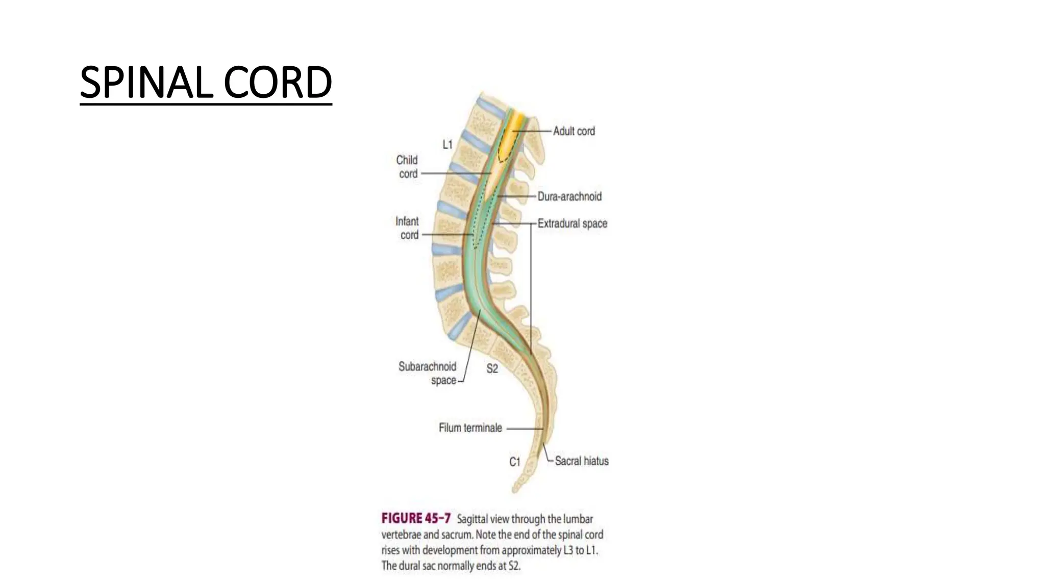 ANATOMY OF SPINAL CORD AND VERTEBRAL COLOUMN ,.pptx