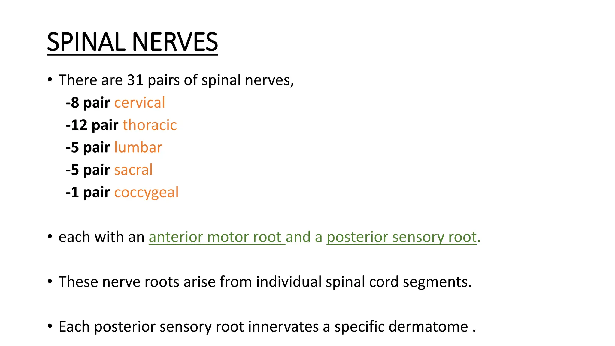 ANATOMY OF SPINAL CORD AND VERTEBRAL COLOUMN ,.pptx