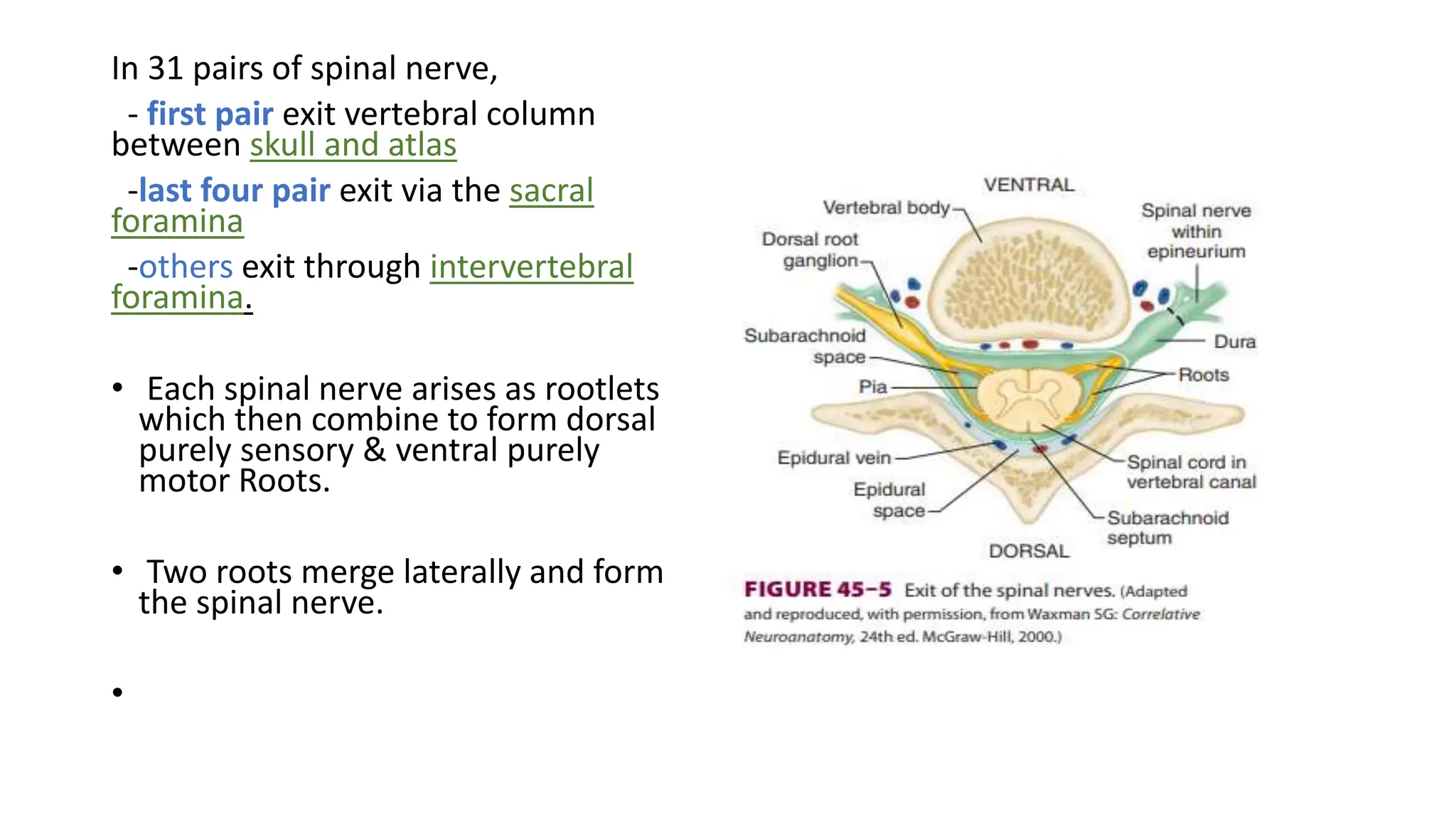ANATOMY OF SPINAL CORD AND VERTEBRAL COLOUMN ,.pptx