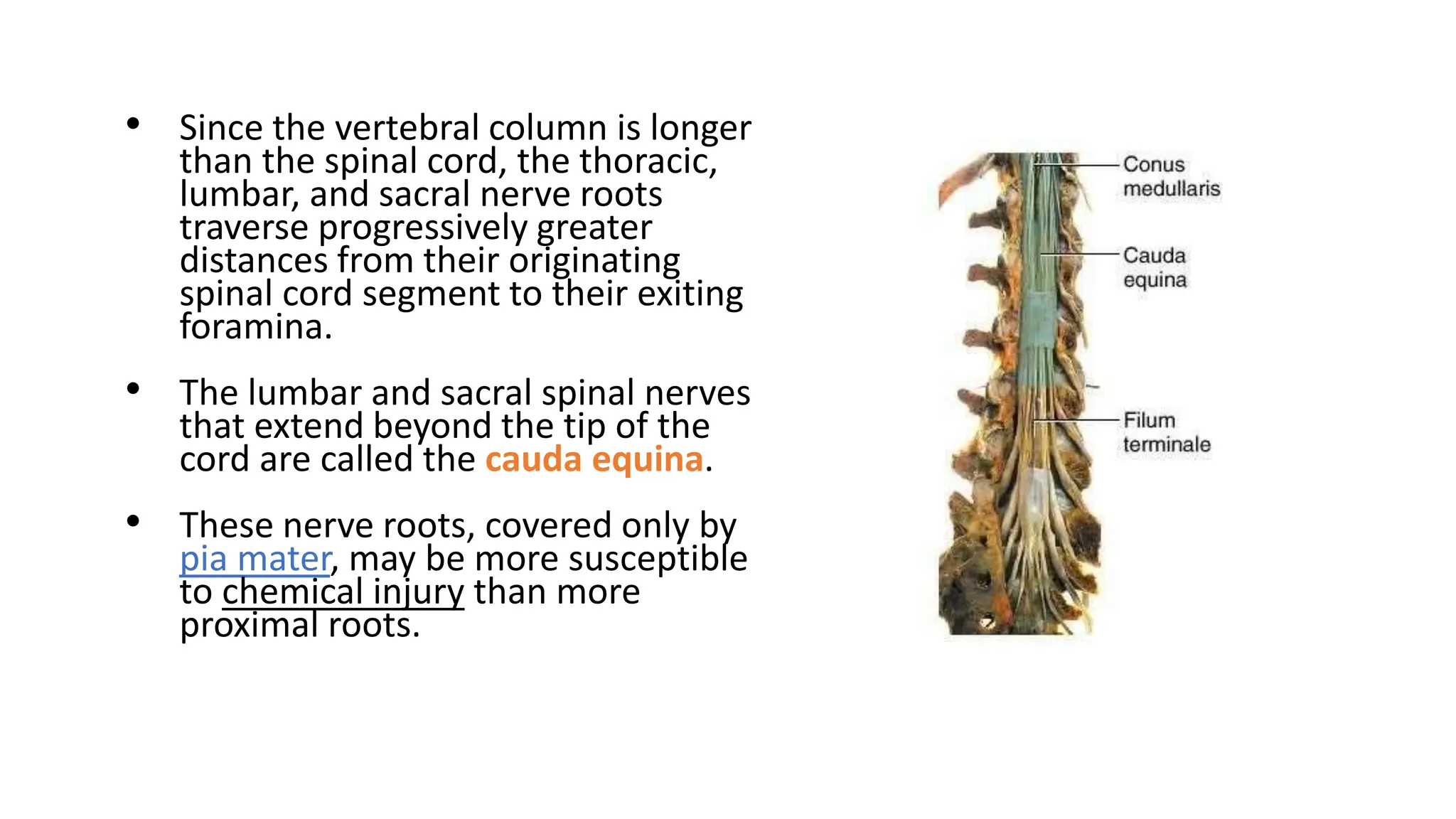ANATOMY OF SPINAL CORD AND VERTEBRAL COLOUMN ,.pptx