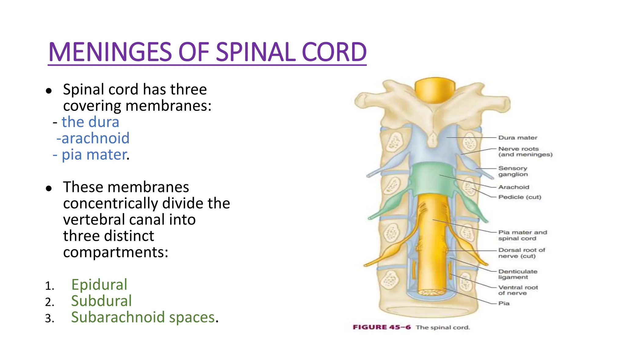 ANATOMY OF SPINAL CORD AND VERTEBRAL COLOUMN ,.pptx