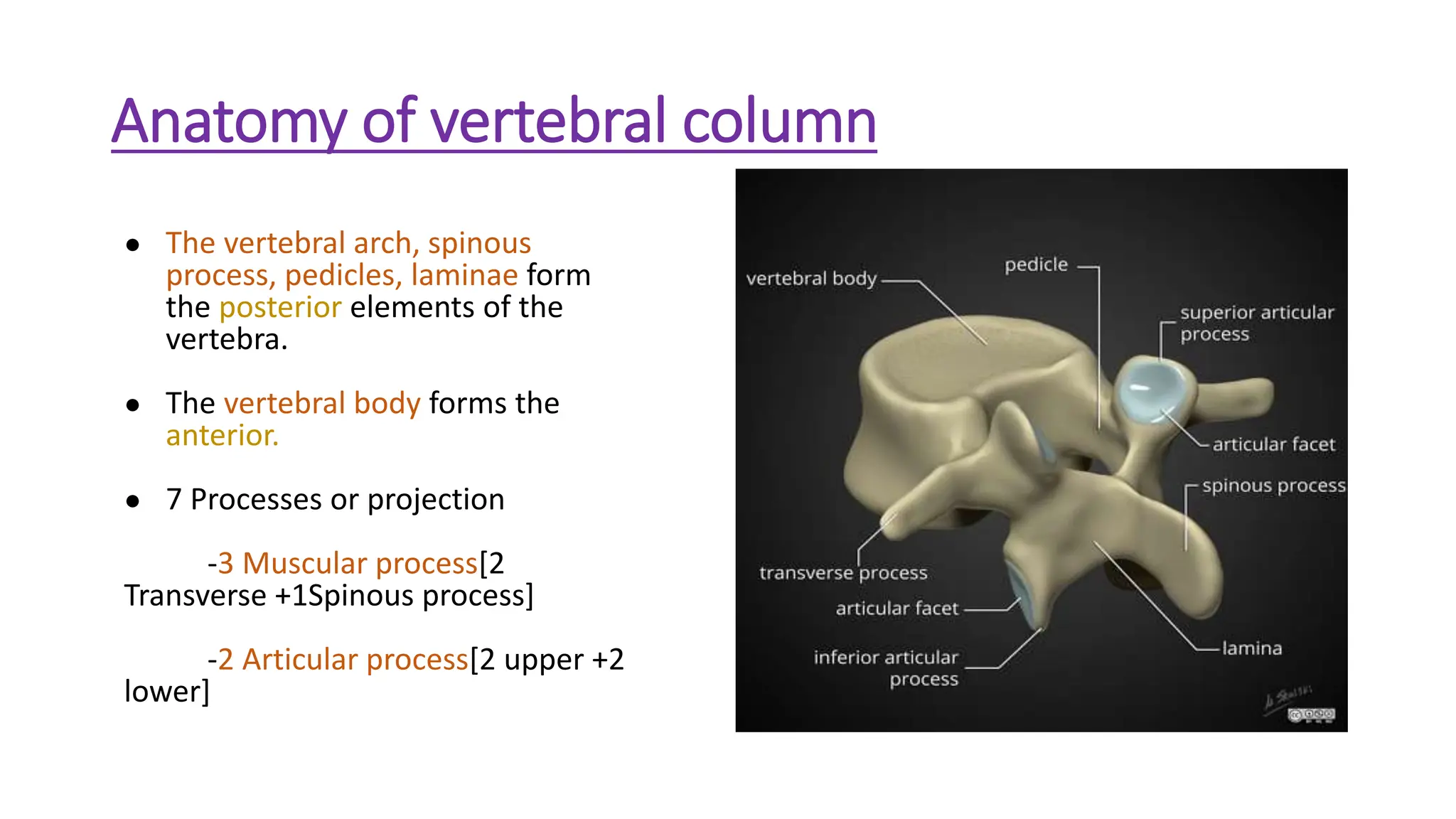 ANATOMY OF SPINAL CORD AND VERTEBRAL COLOUMN ,.pptx