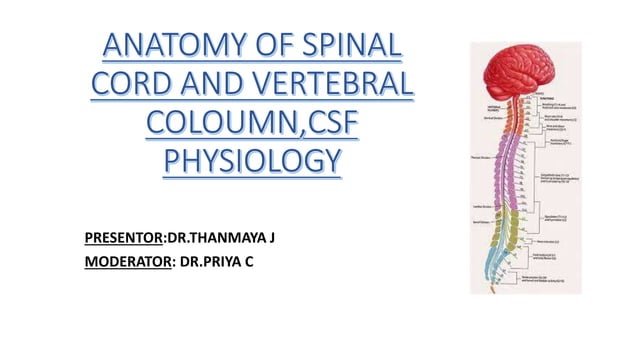 ANATOMY OF SPINAL CORD AND VERTEBRAL COLOUMN ,.pptx