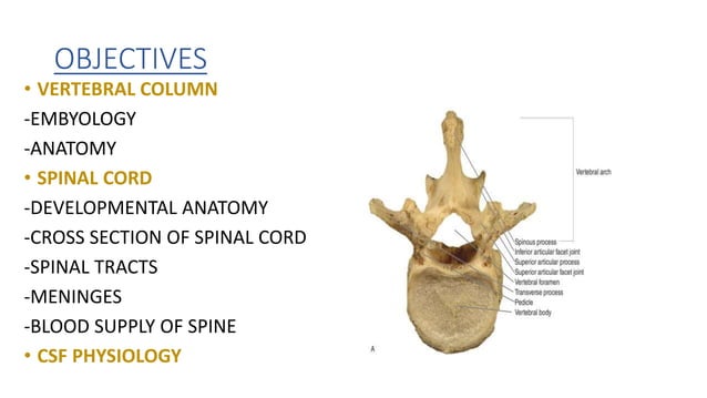 ANATOMY OF SPINAL CORD AND VERTEBRAL COLOUMN ,.pptx