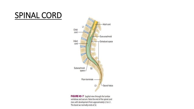 ANATOMY OF SPINAL CORD AND VERTEBRAL COLOUMN ,.pptx