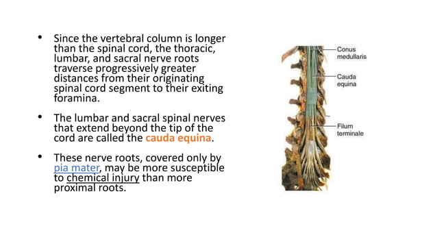 ANATOMY OF SPINAL CORD AND VERTEBRAL COLOUMN ,.pptx
