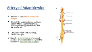 ANATOMY OF SPINAL CORD AND VERTEBRAL COLOUMN ,.pptx