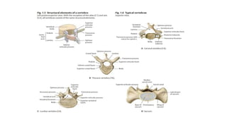 ANATOMY OF SPINAL CORD AND VERTEBRAL COLOUMN ,.pptx