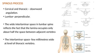 ANATOMY OF SPINAL CORD AND VERTEBRAL COLUMN.pptx