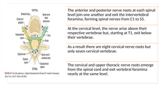 ANATOMY OF SPINAL CORD AND VERTEBRAL COLUMN.pptx