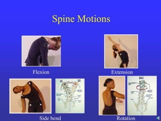 Anatomy of spine | PPTX