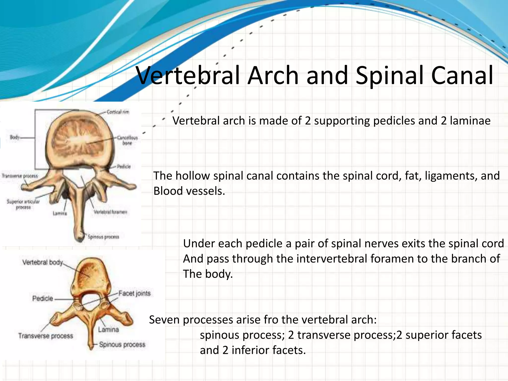 Anatomy of spine and autonomic ns | PPTX