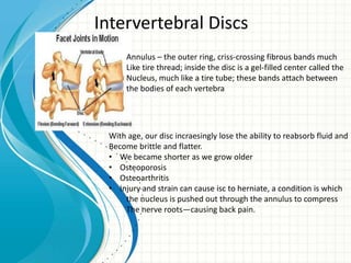 Anatomy of spine and autonomic ns | PPTX