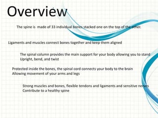 Anatomy of spine and autonomic ns | PPTX