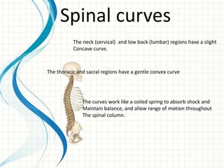 Anatomy of spine and autonomic ns | PPT