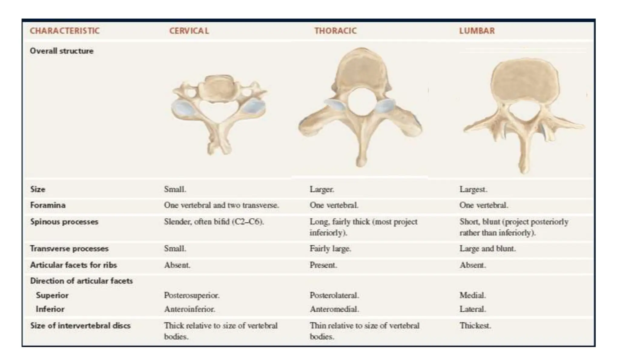 Anatomy of Spine pptx | PPTX