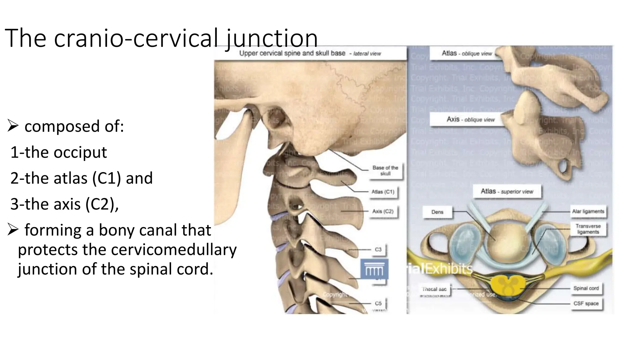 Anatomy of Spine pptx | PPTX