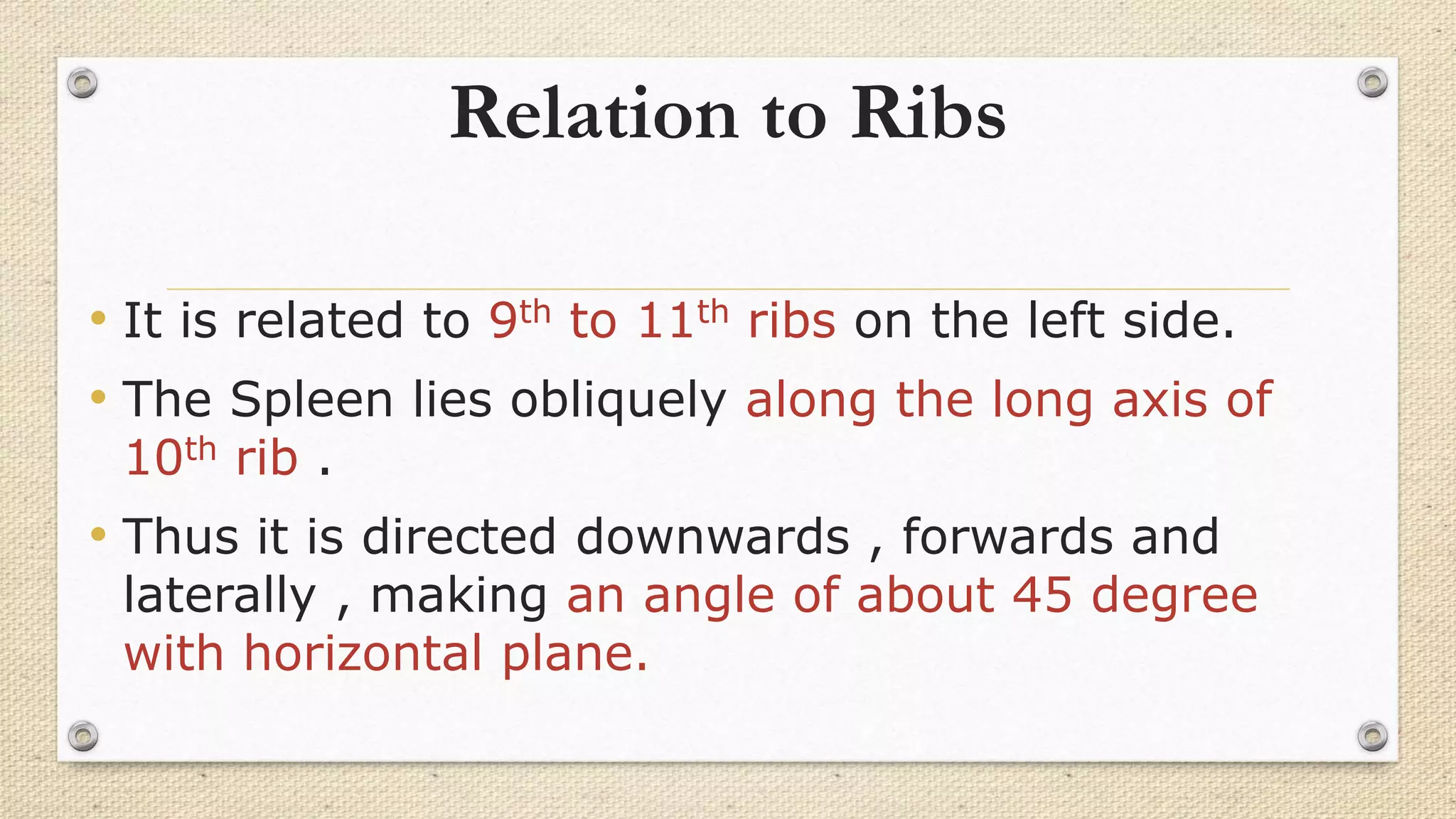 Anatomy of spleen | PPTX