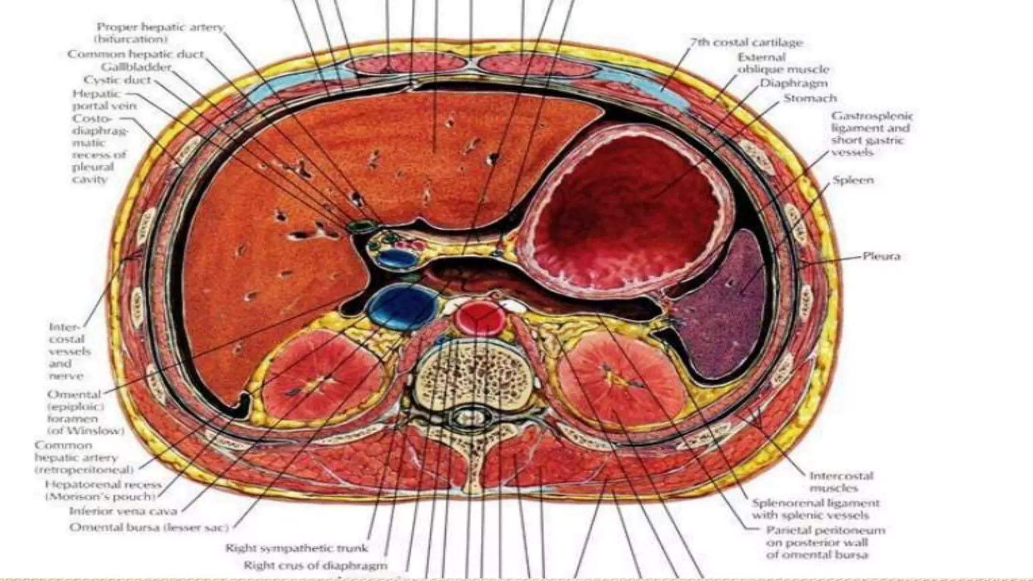 Anatomy of spleen | PPTX