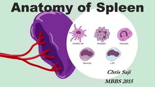 Anatomy of spleen | PPTX