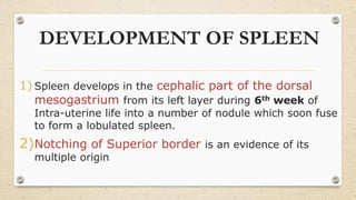 Anatomy of spleen | PPTX