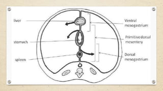 Anatomy of spleen | PPTX