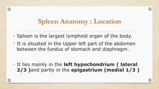 Anatomy of spleen | PPTX