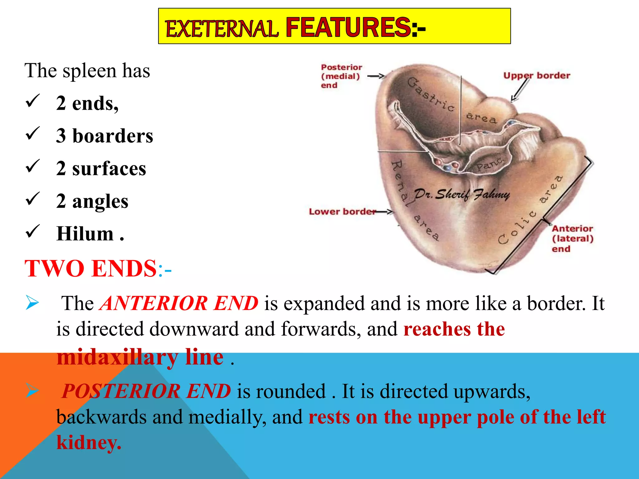 Anatomy of spleen | PPTX