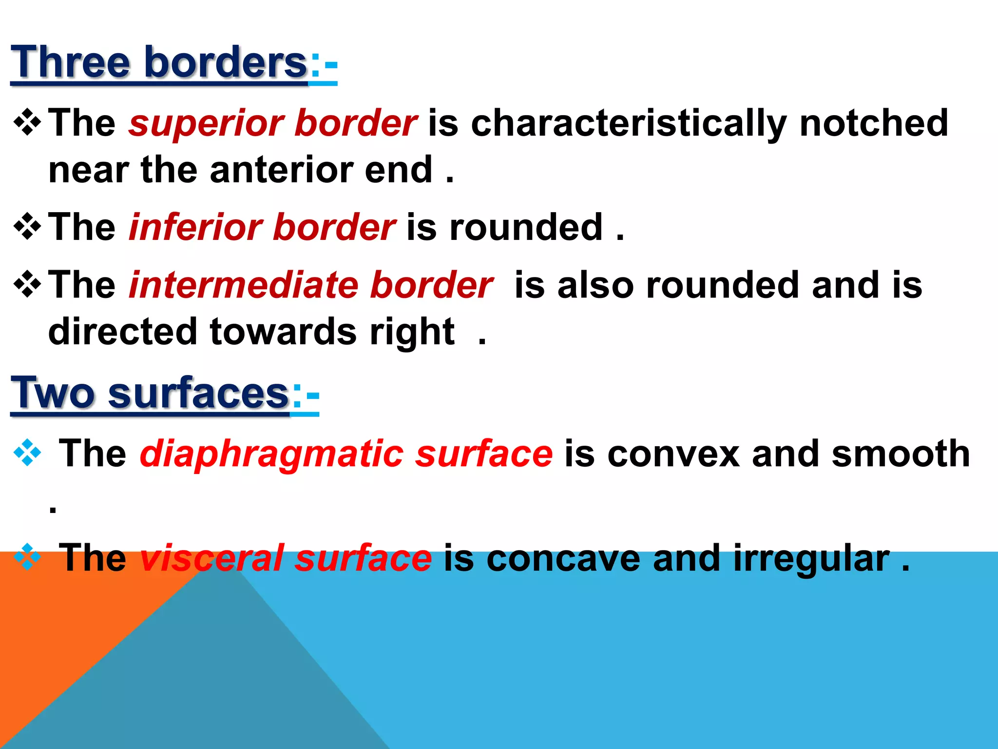 Anatomy of spleen | PPTX