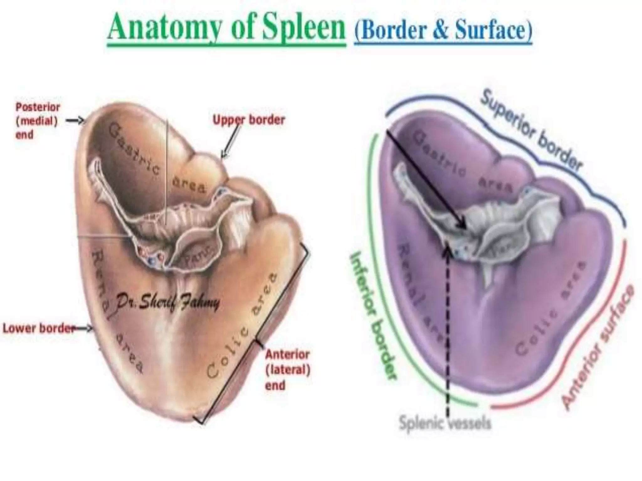 Anatomy of spleen | PPTX