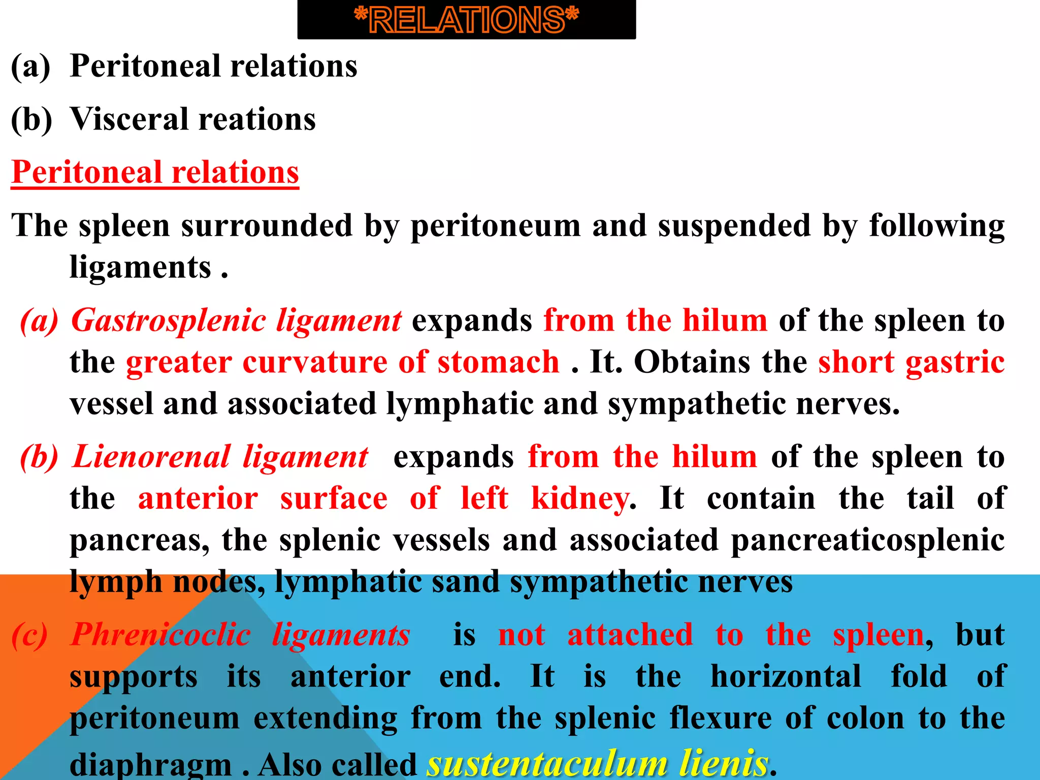 Anatomy of spleen | PPTX
