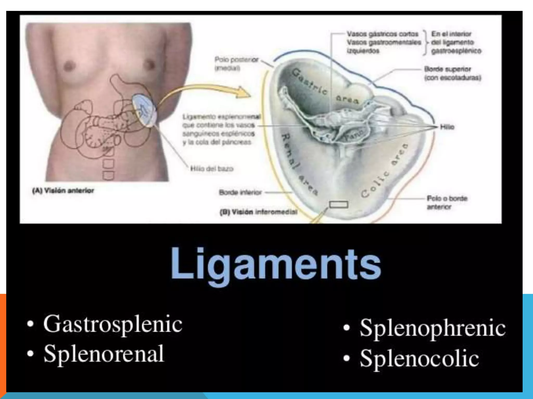 Anatomy of spleen | PPTX