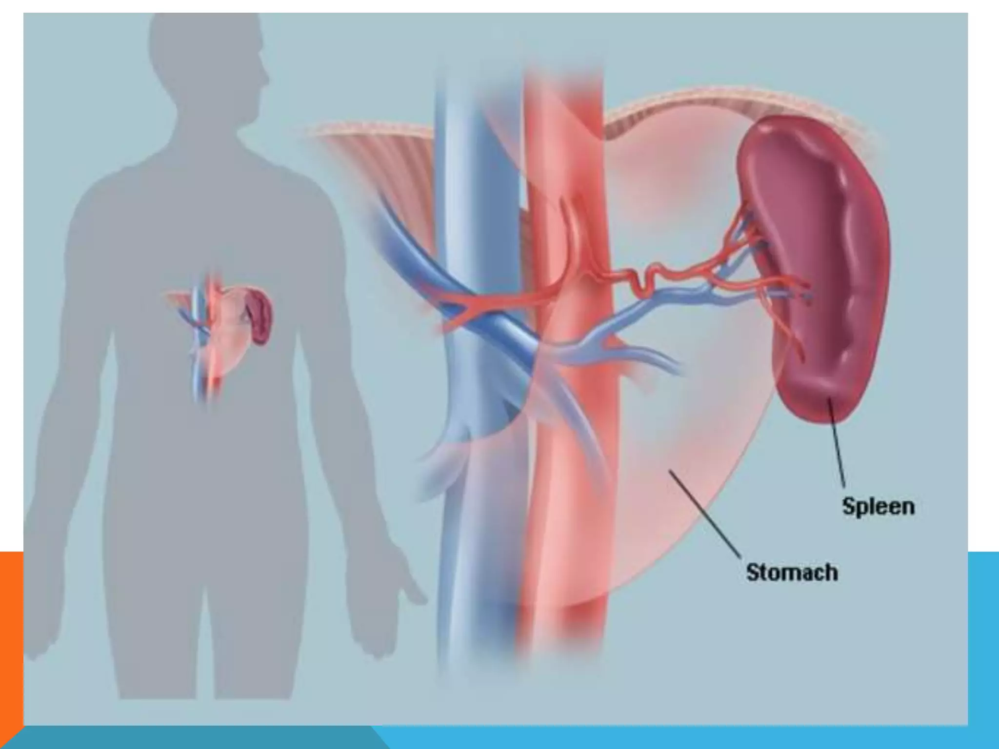 Anatomy of spleen | PPTX