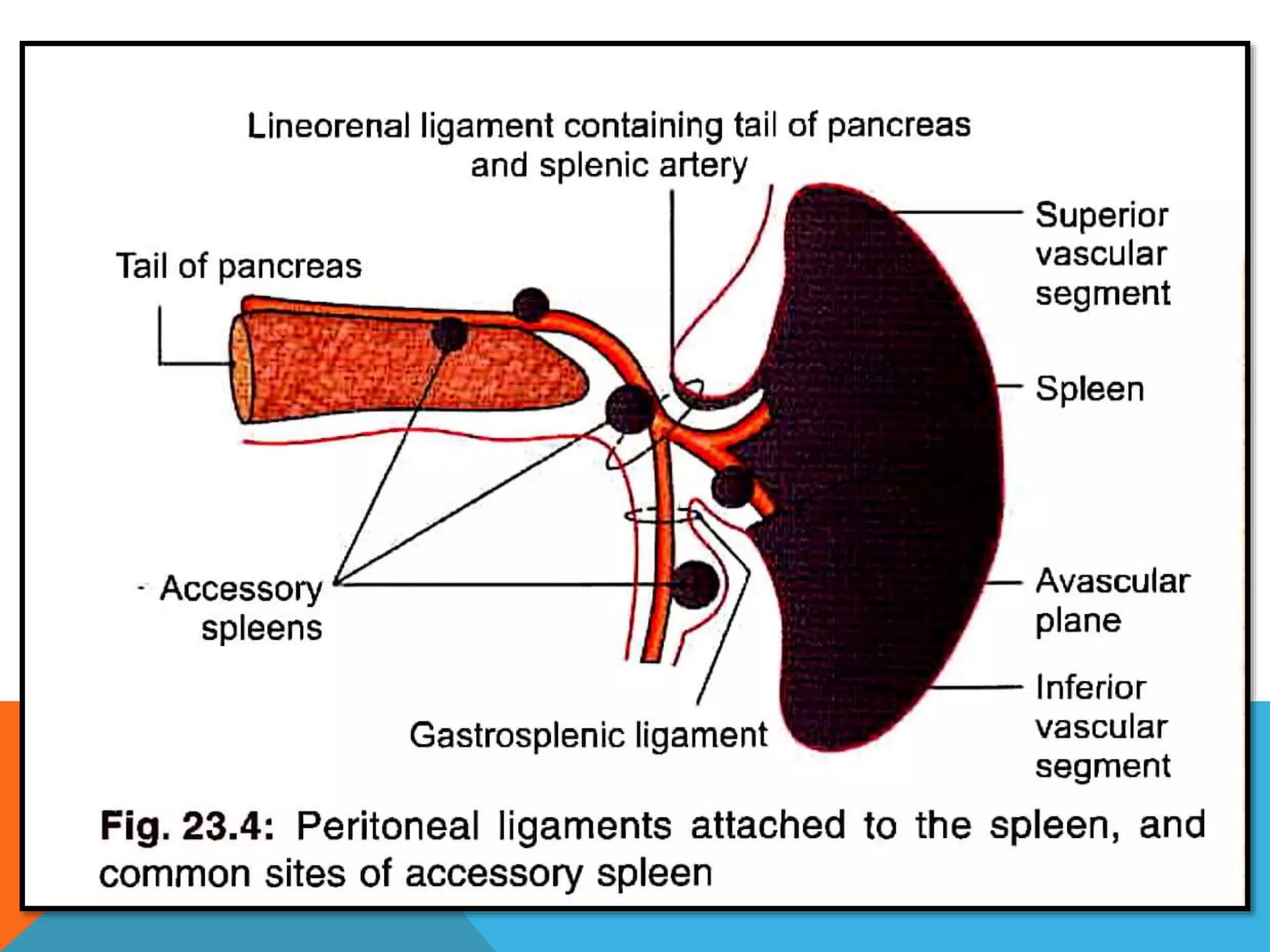Anatomy of spleen | PPTX