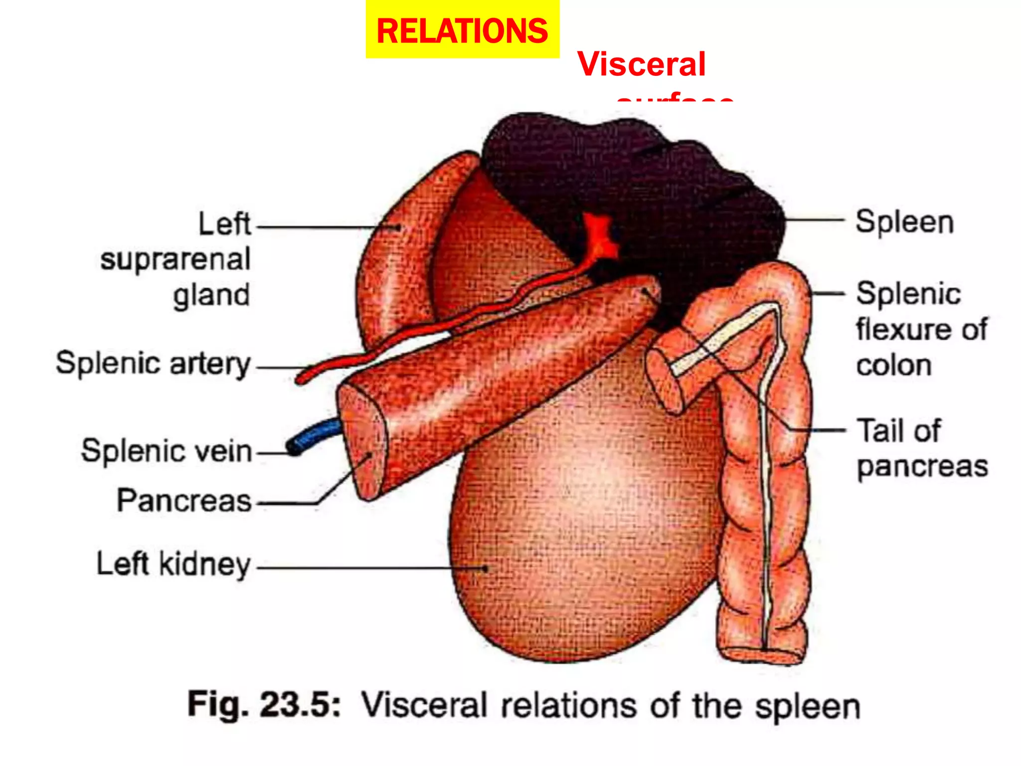 Anatomy of spleen | PPTX