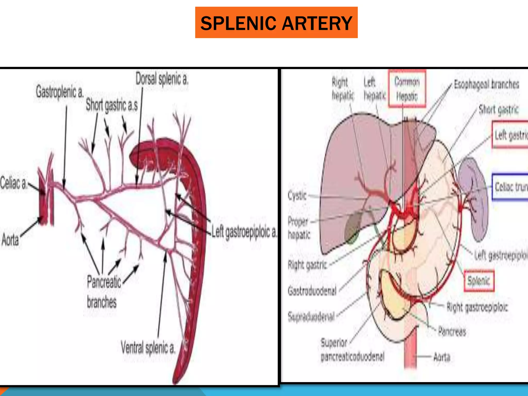 Anatomy of spleen | PPTX