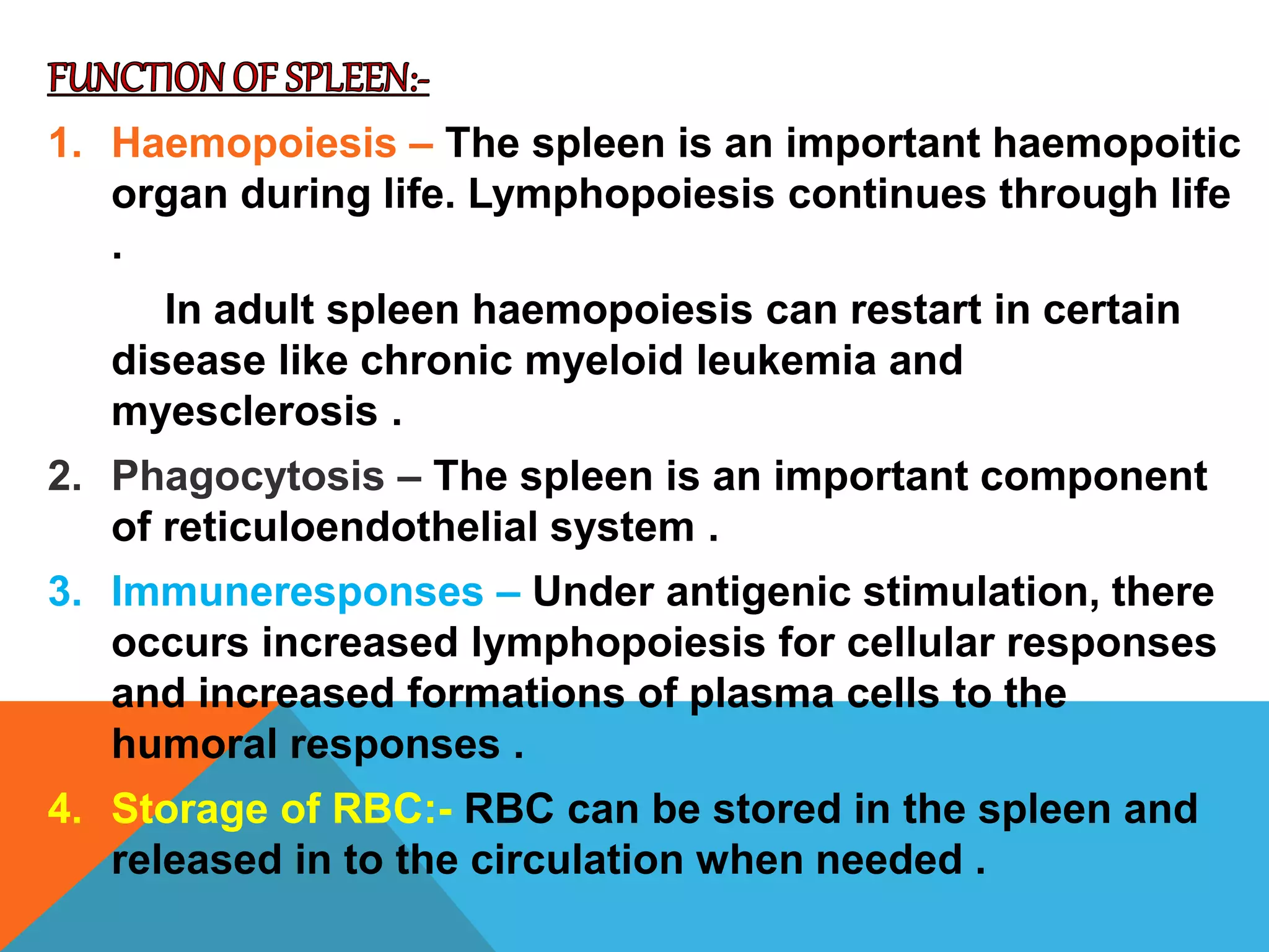 Anatomy of spleen | PPTX