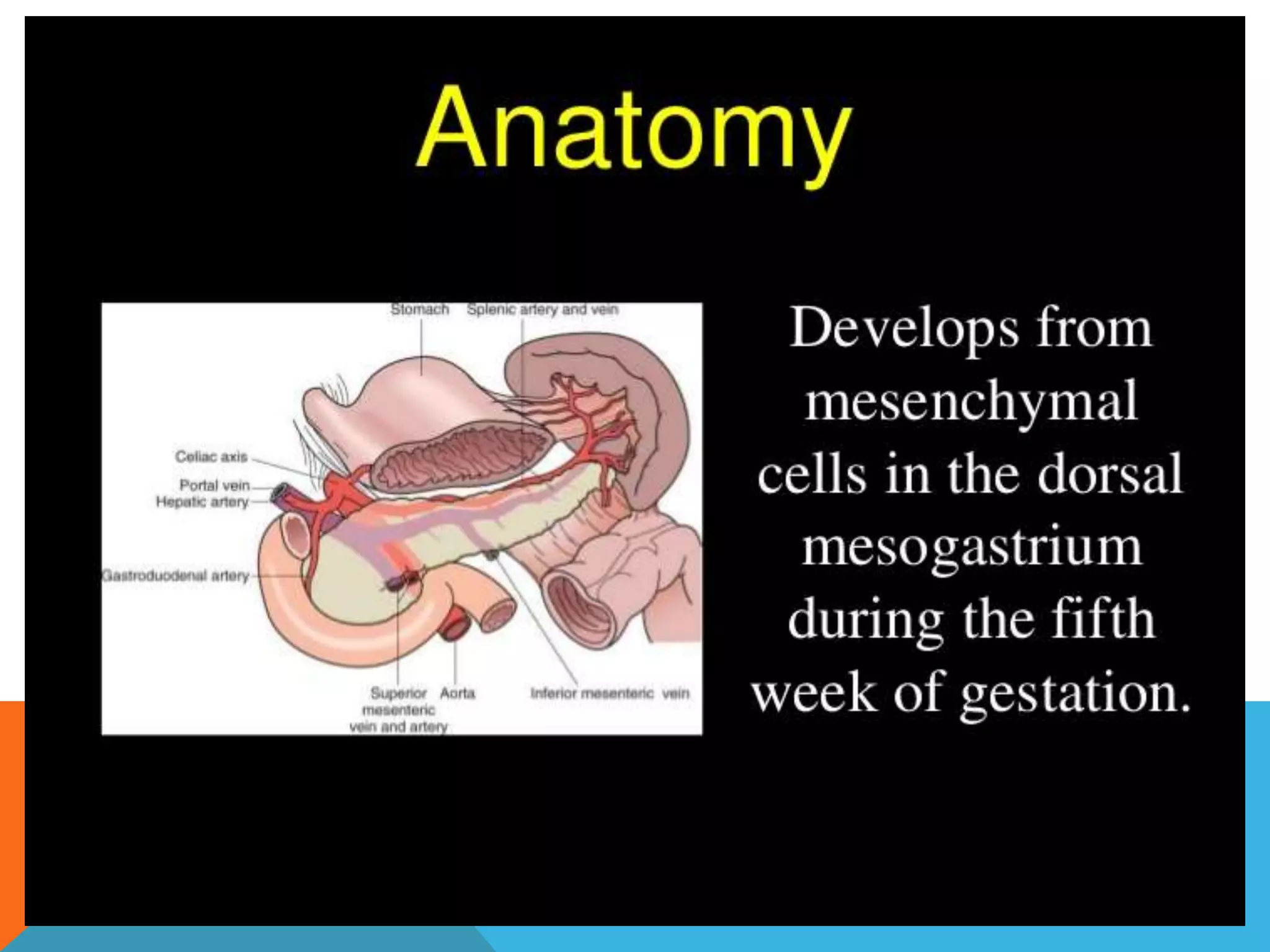 Anatomy of spleen | PPTX