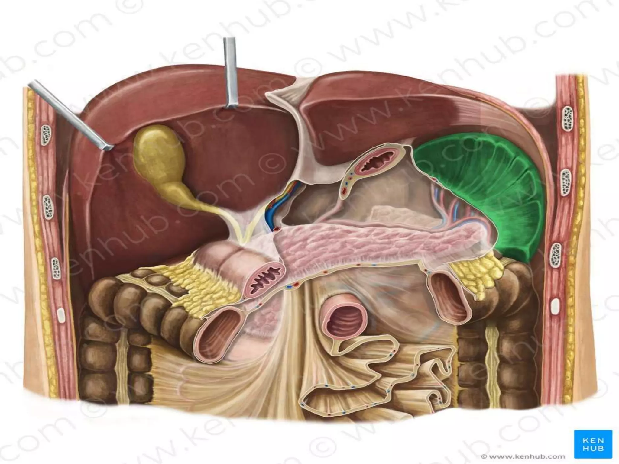 Anatomy of spleen | PPTX
